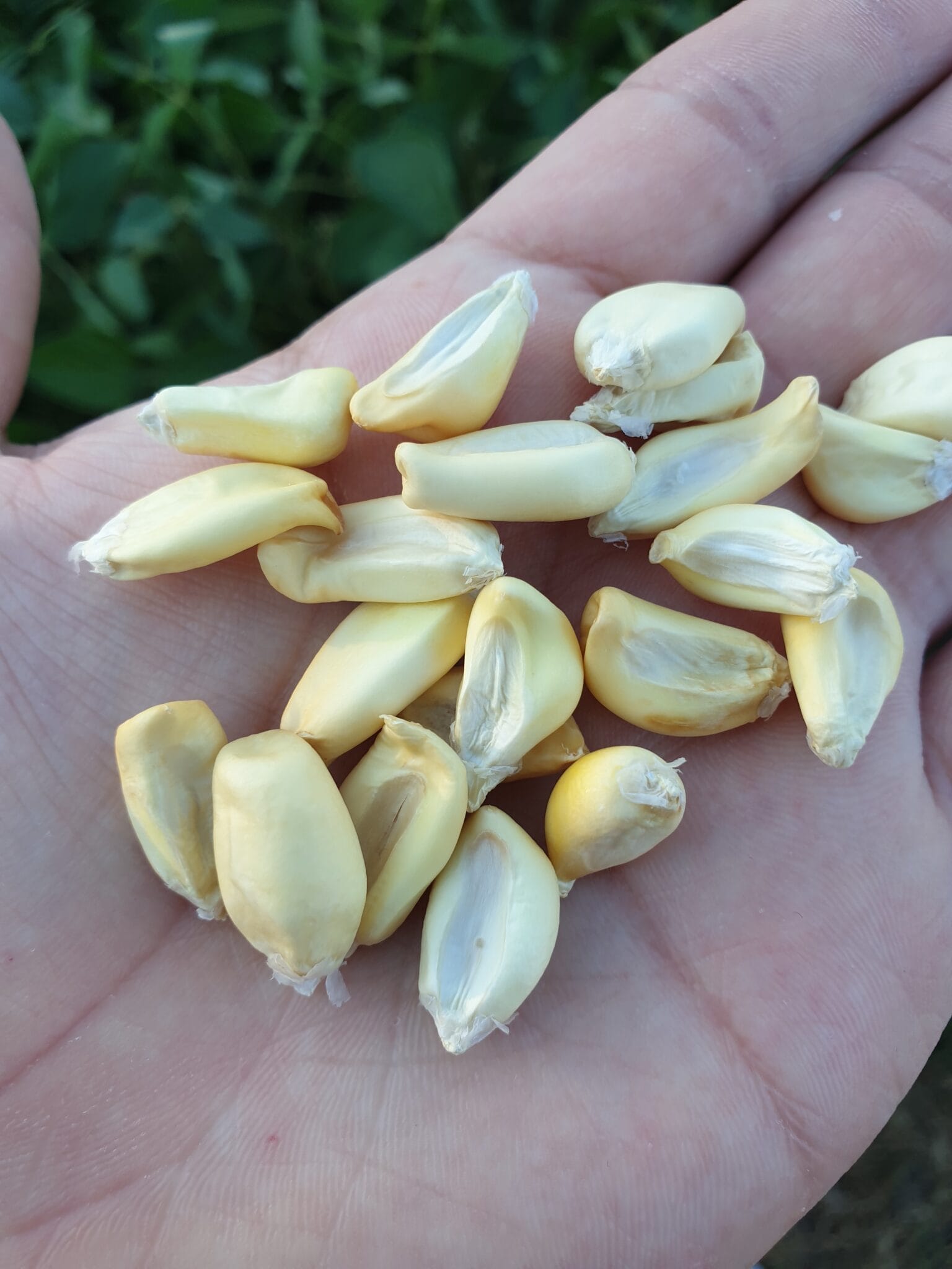 La Ricetta Peruviana della Cancha Serrana - Perù Asi!